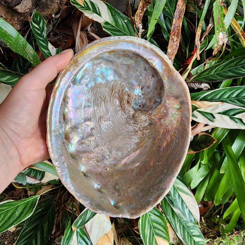 Giant Australian Brown Lip Abalone Shell: Natural Smudge Bowl, Offering ...