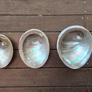 XXXL Sacred ABALONE Shell 6' - 7+ Plus Inches. Natural. Raw. Unpolished ...
