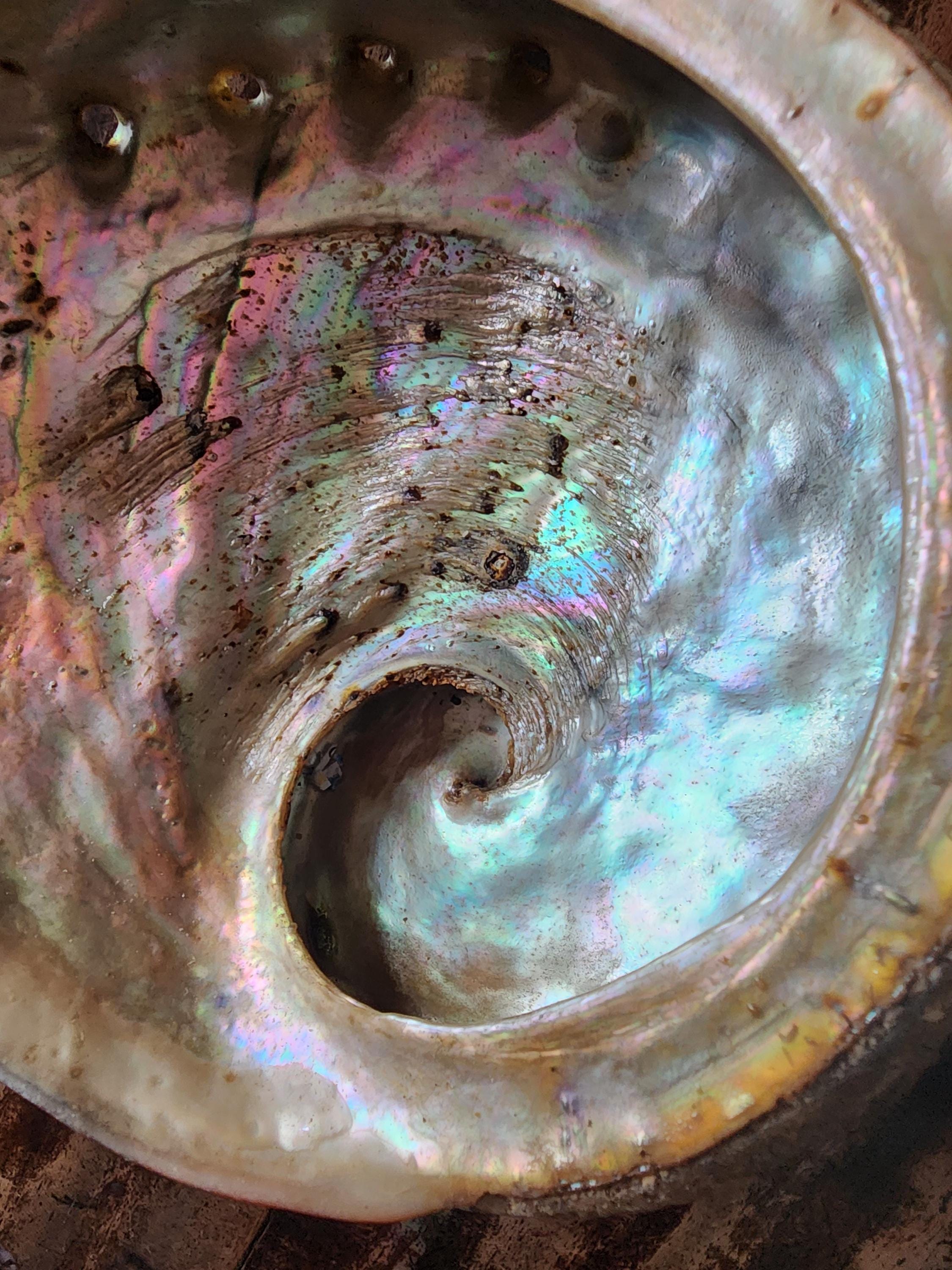 Giant Australian Brown Lip Abalone Shell: Natural Smudge Bowl, Offering ...