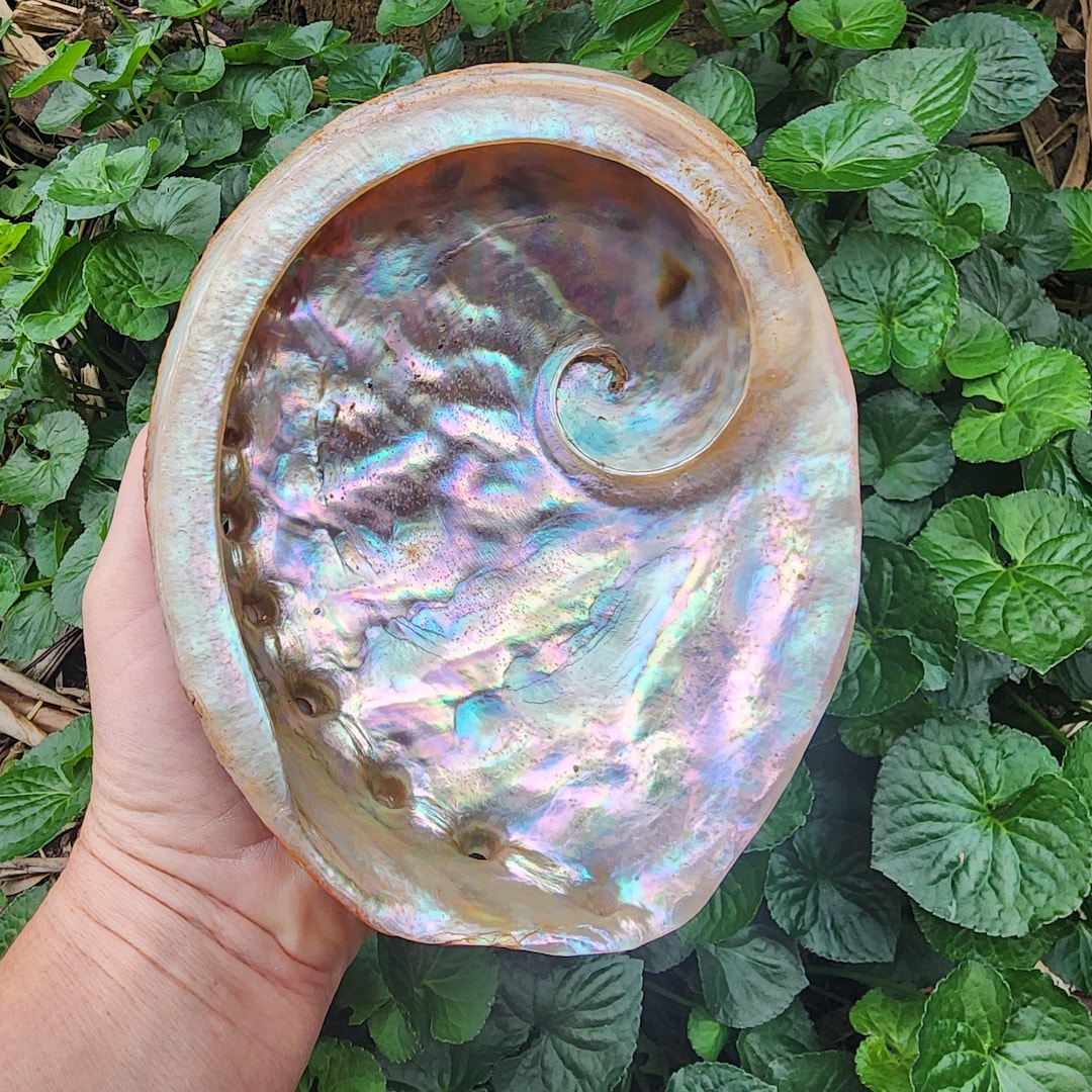 Giant Australian Brown Lip Abalone Shell: Natural Smudge Bowl, Offering ...
