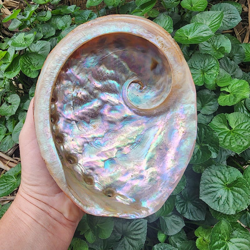 Abalone Shell - Etsy