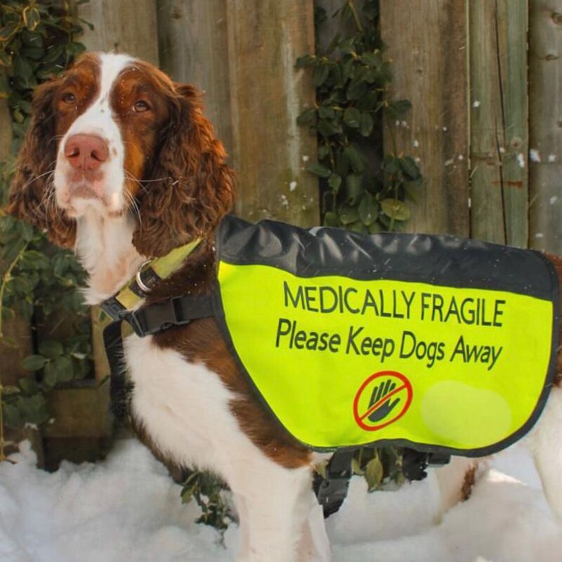 Do Not Pet Vest - Etsy