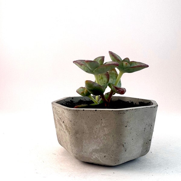 Octagon Concrete Planter - Etsy
