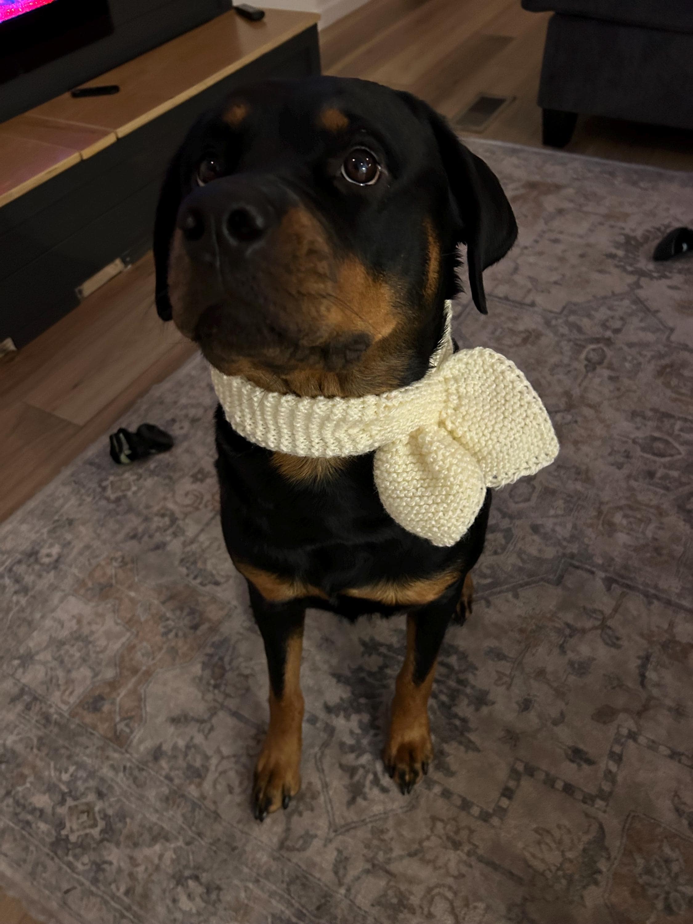 100% Alpaca Handmade Dog Scarf (multiple Colors) - Etsy