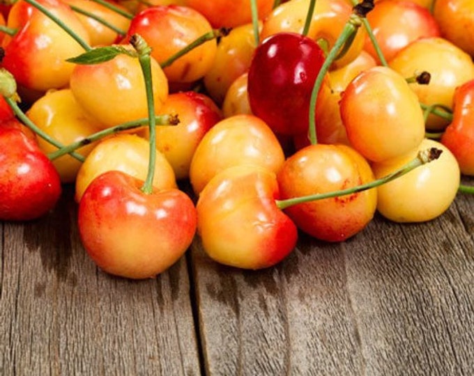 Rainier Golden Cherry Tree Seeds - Sweet Golden Cherry 10 PCS - Etsy