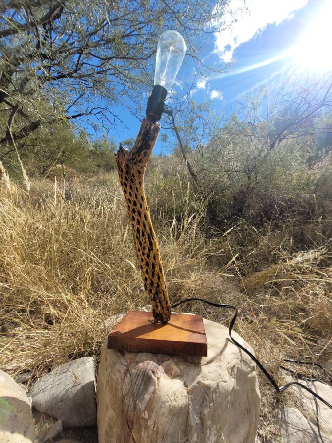 Cholla Cactus Skeleton Lamp - Etsy