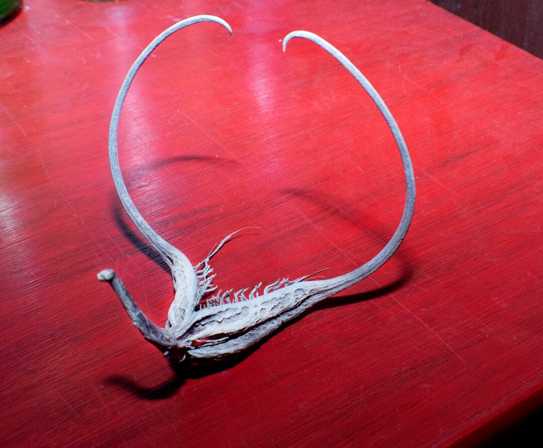 Devil's Claw Pods - Etsy