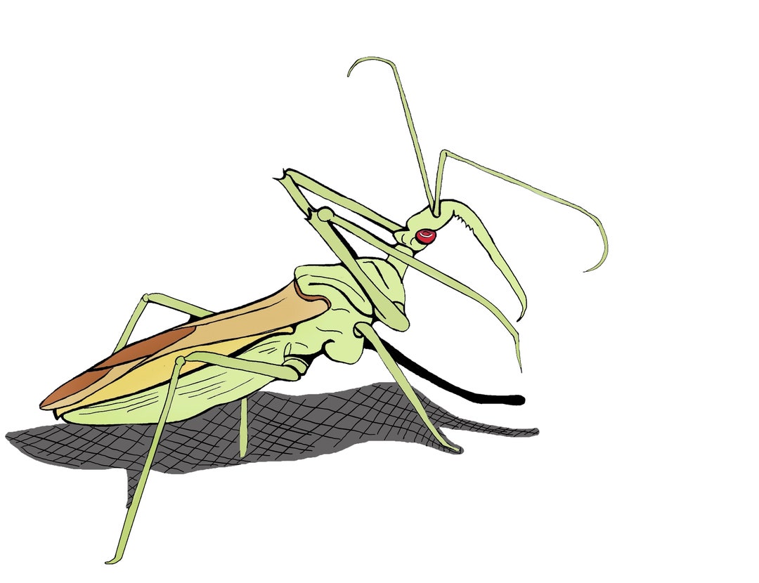 Assassin Bug Transparent Sticker - Etsy