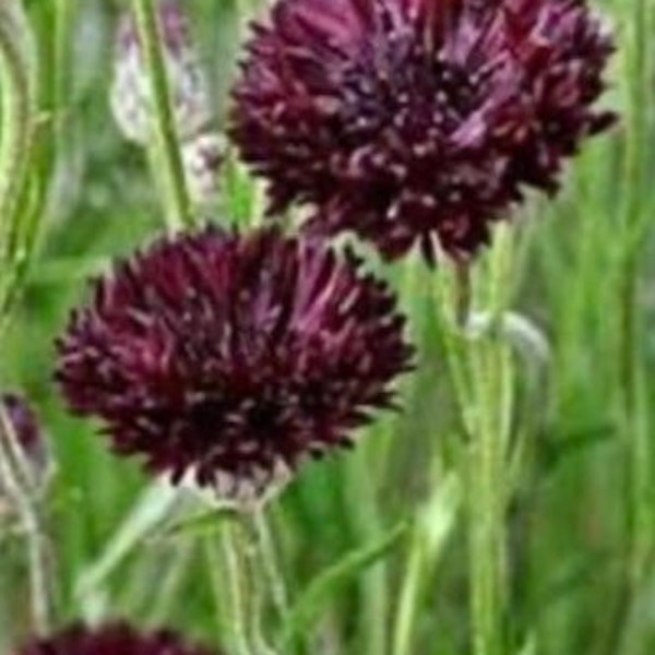 Bachelor Buttons - Etsy