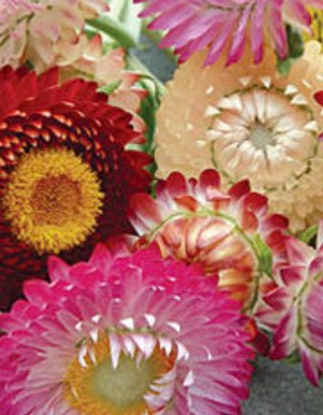 Tall Mix Strawflower - Etsy