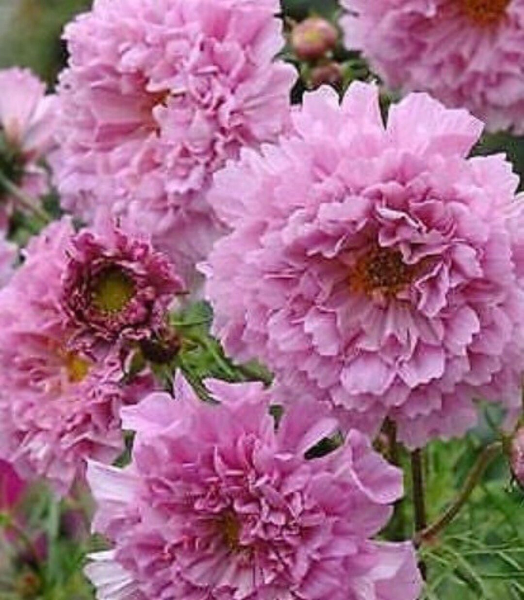 Double Dutch Rose Cosmos 35 Seeds - Etsy