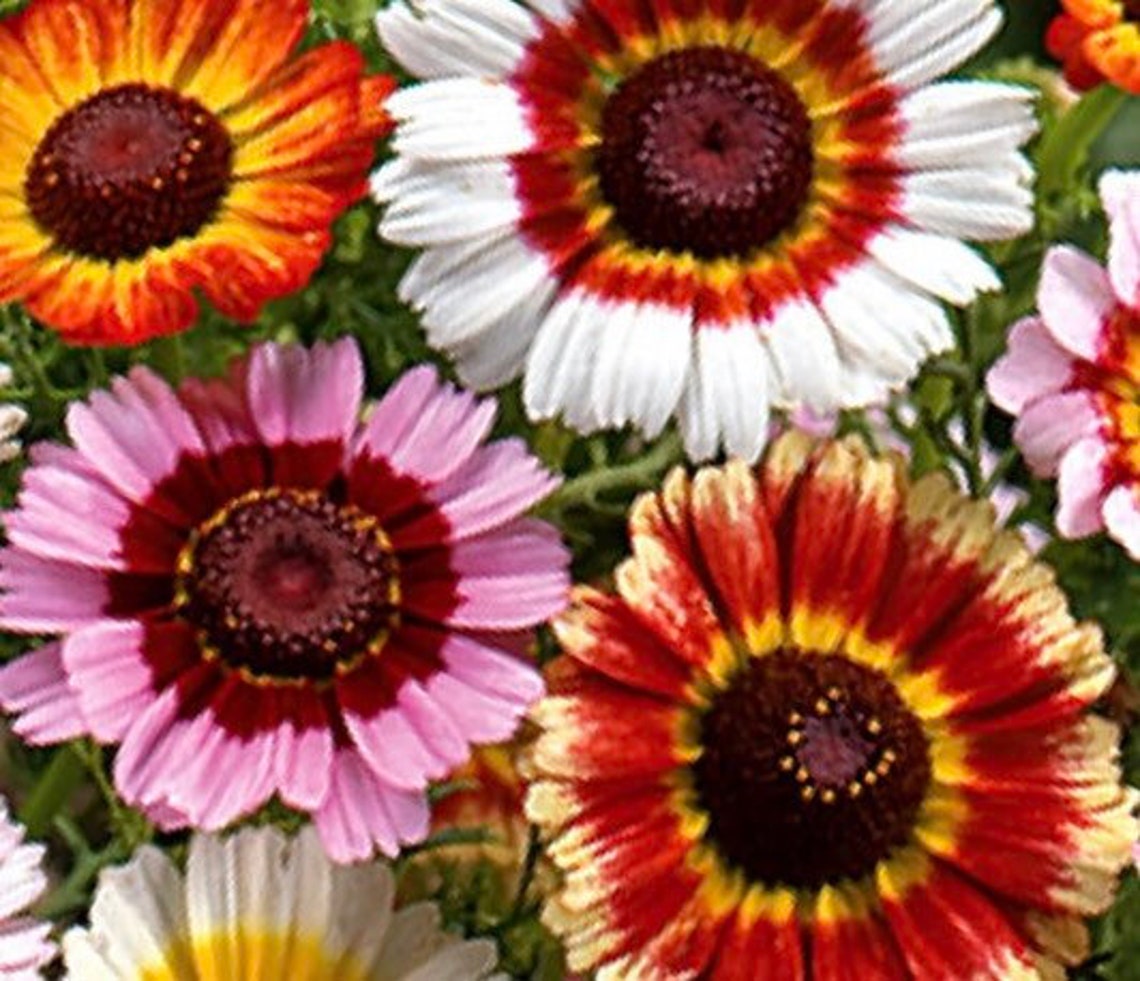 Painted Daisy Seeds - Etsy