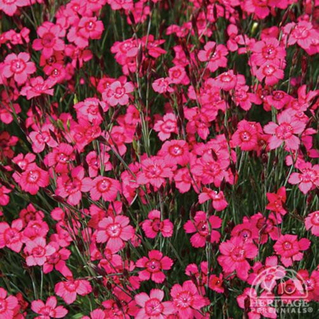 Dianthus brilliant 85 Seeds - Etsy