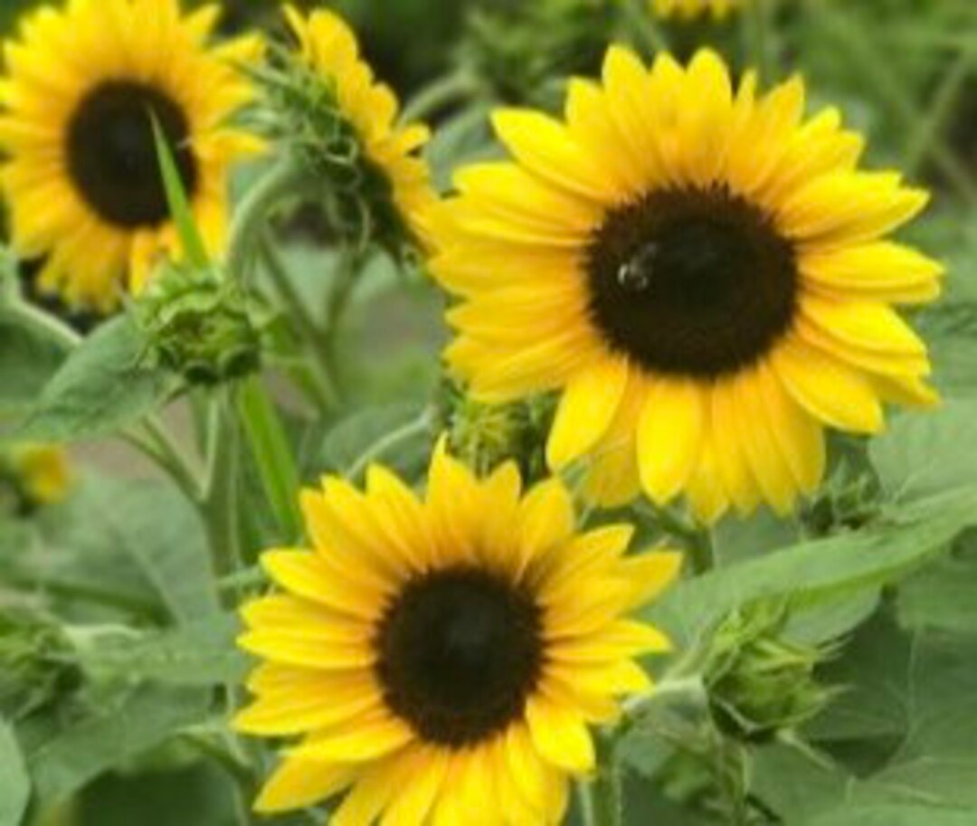 Junior Dwarf Sunflower - Etsy