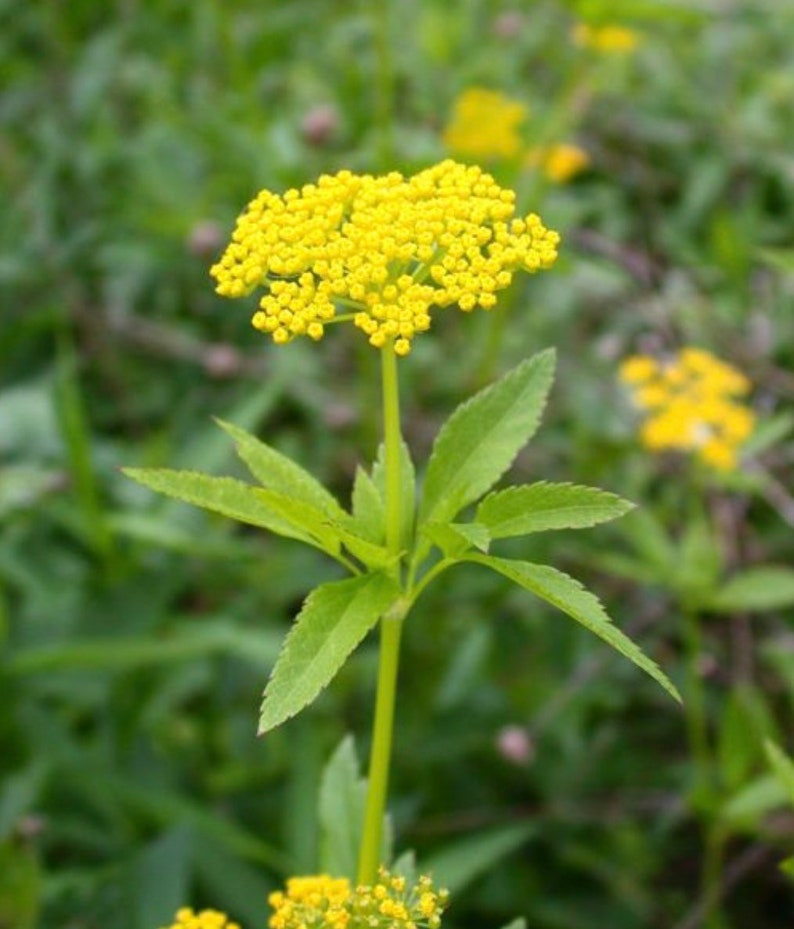 Golden Alexander 65 Seeds Zizia Aurea - Etsy