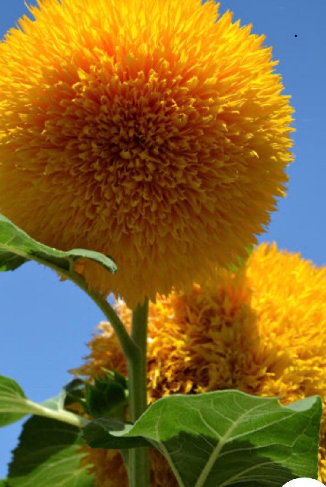 Teddy Bear Sunflower - 28+ Seeds - Etsy