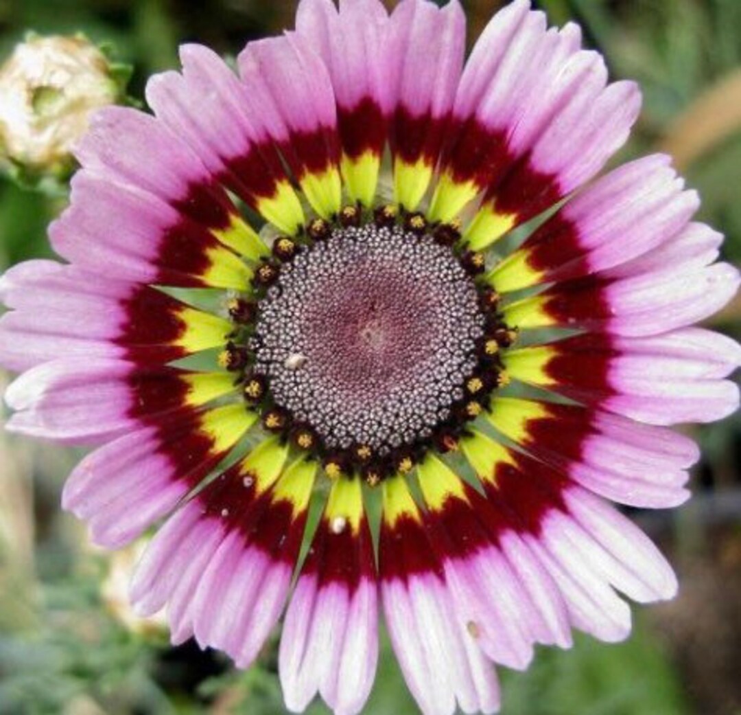 Painted Daisy Seeds - Etsy