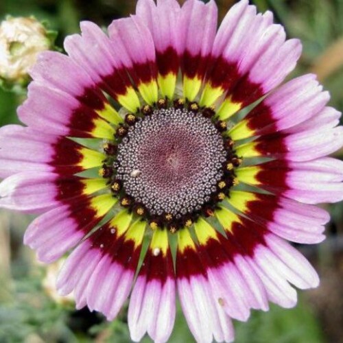 Crazy Daisy Shasta Daisy Seeds Big Double Blooms Are Frilled - Etsy
