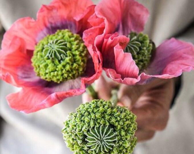 Poppy hens and Chicks - Etsy
