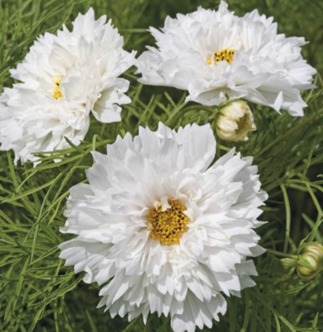 Double Dutch White Cosmos - Etsy