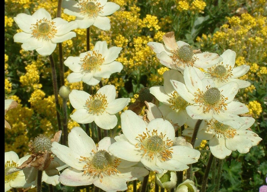 Anemone Multifida Mix 50 Seeds - Etsy