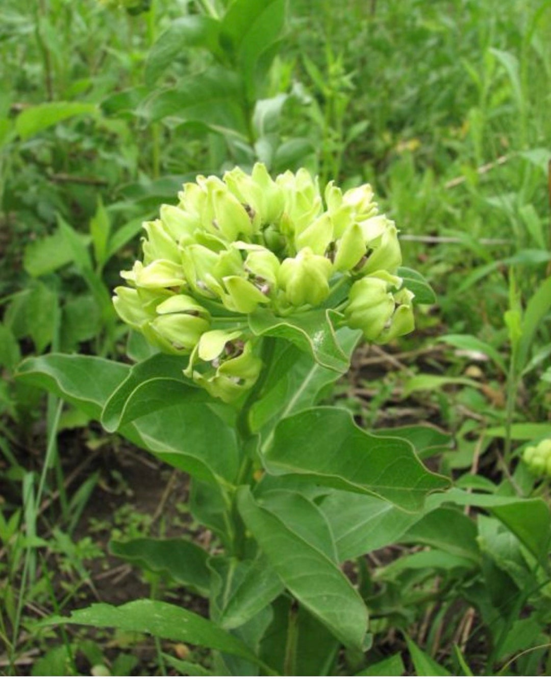 Spider Milkweed Seed 40+ Seeds - Etsy