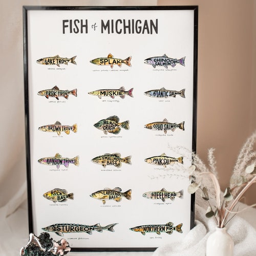 Fish of Michigan Wall Art Print Flyfishing Gift | Etsy