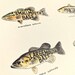 Fish of Michigan Watercolor Art Print - Etsy