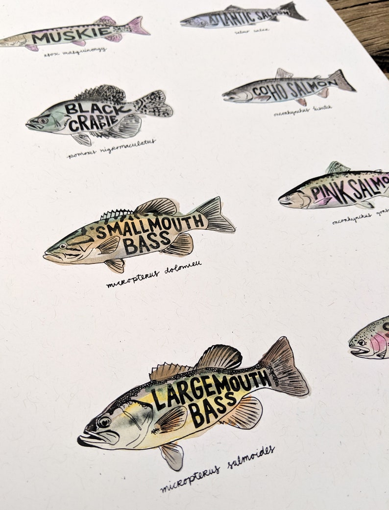 Fish of Michigan Watercolor Art Print - Etsy