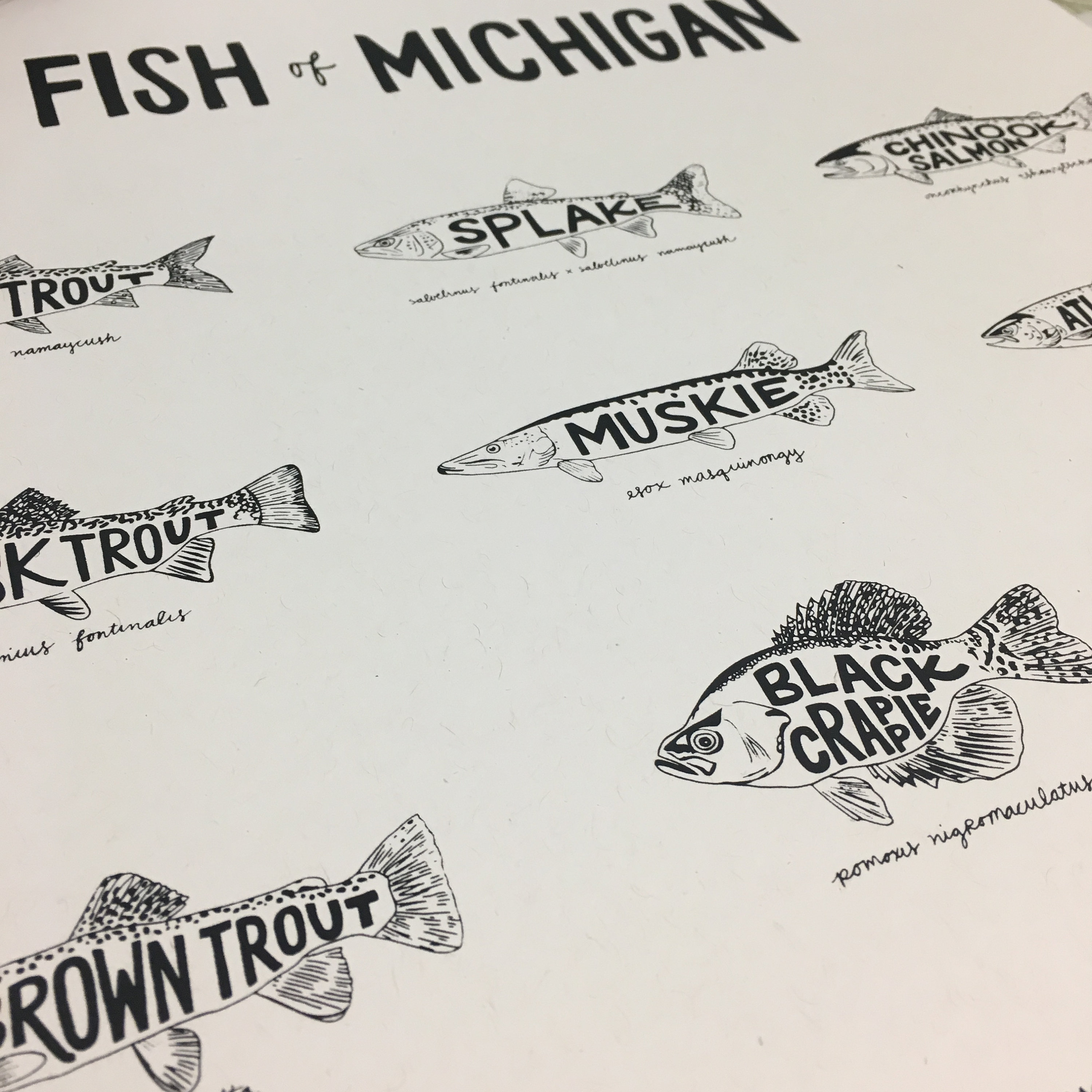 Fish of Michigan Wall Art Print Flyfishing Gift | Etsy