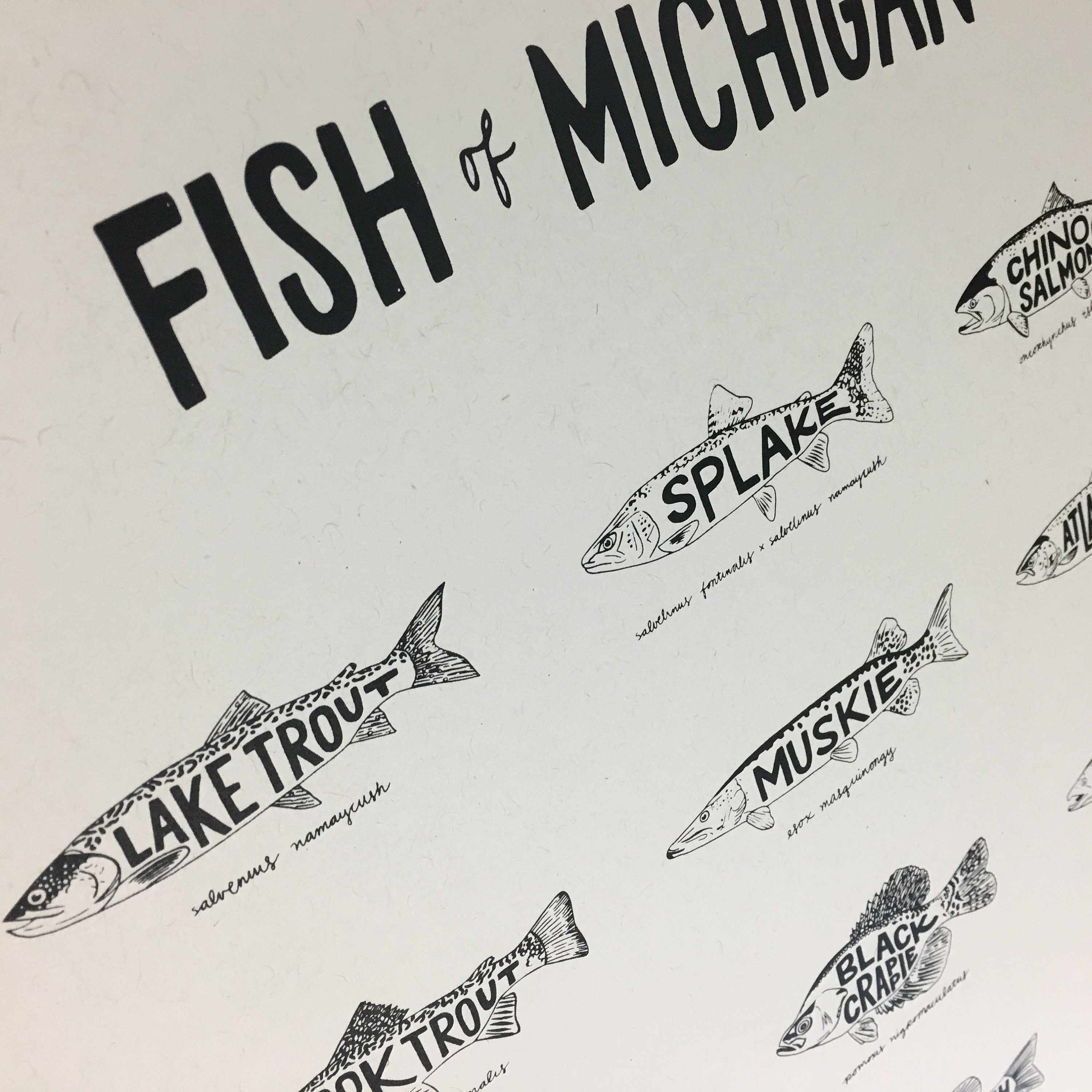 Fish of Michigan Wall Art Print Flyfishing Gift | Etsy