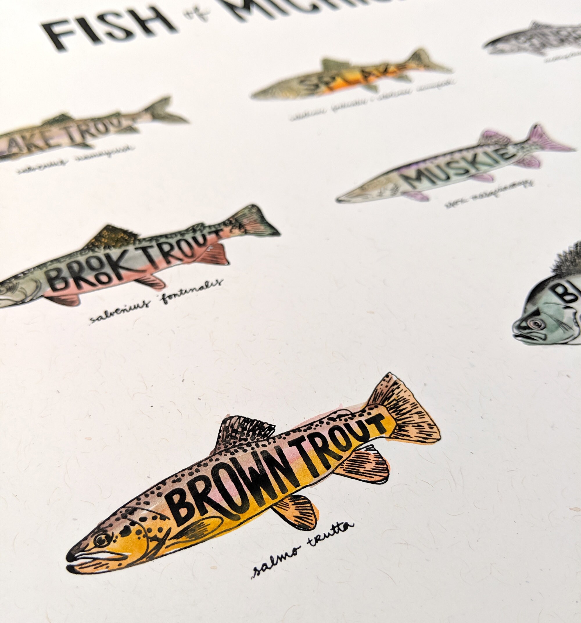 Fish of Michigan Watercolor Art Print - Etsy
