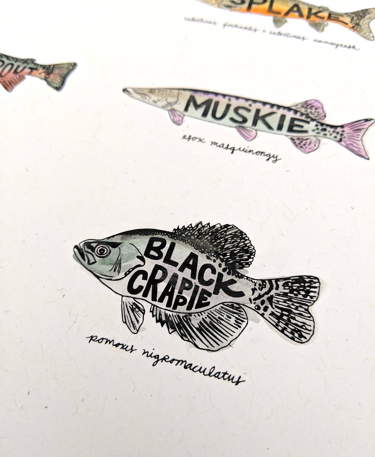 Fish of Michigan Watercolor Art Print - Etsy