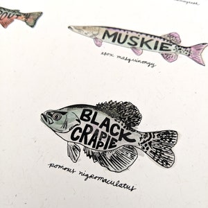 Fish of Michigan Watercolor Art Print - Etsy