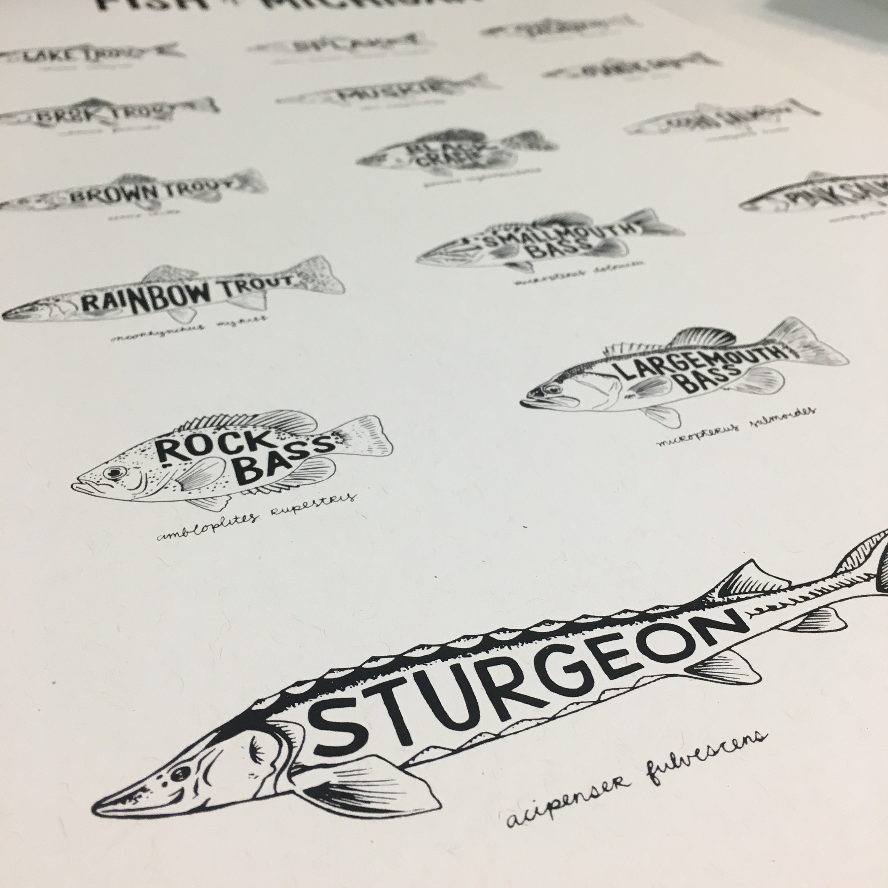 Fish of Michigan Wall Art Print Flyfishing Gift - Etsy