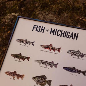 Fish of Michigan Watercolor Art Print - Etsy