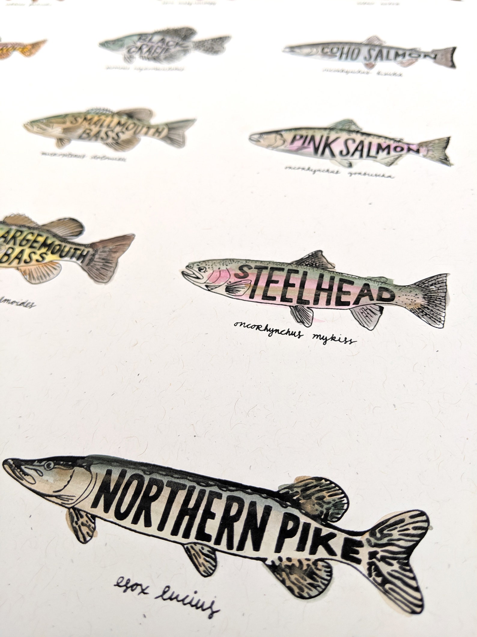 Fish of Michigan Watercolor Art Print - Etsy