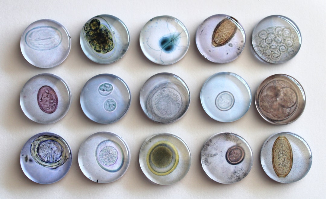 Veterinary Gift, Vet Gift, Parasite Magnets, Hematology, RVT Gift, Vet ...