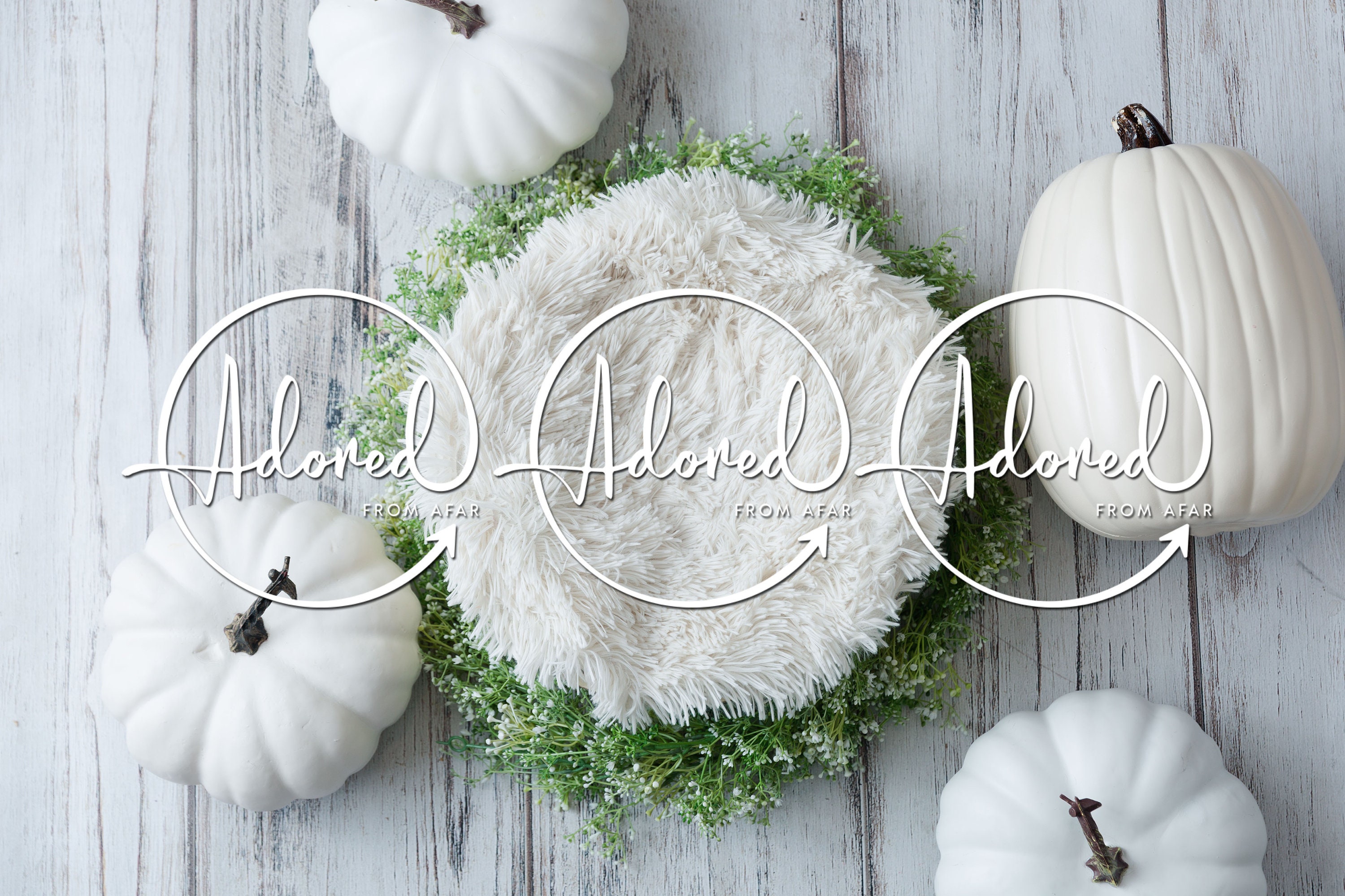 Newborn Digital Backdrop Background Fall Simple White Pumpkin | Etsy