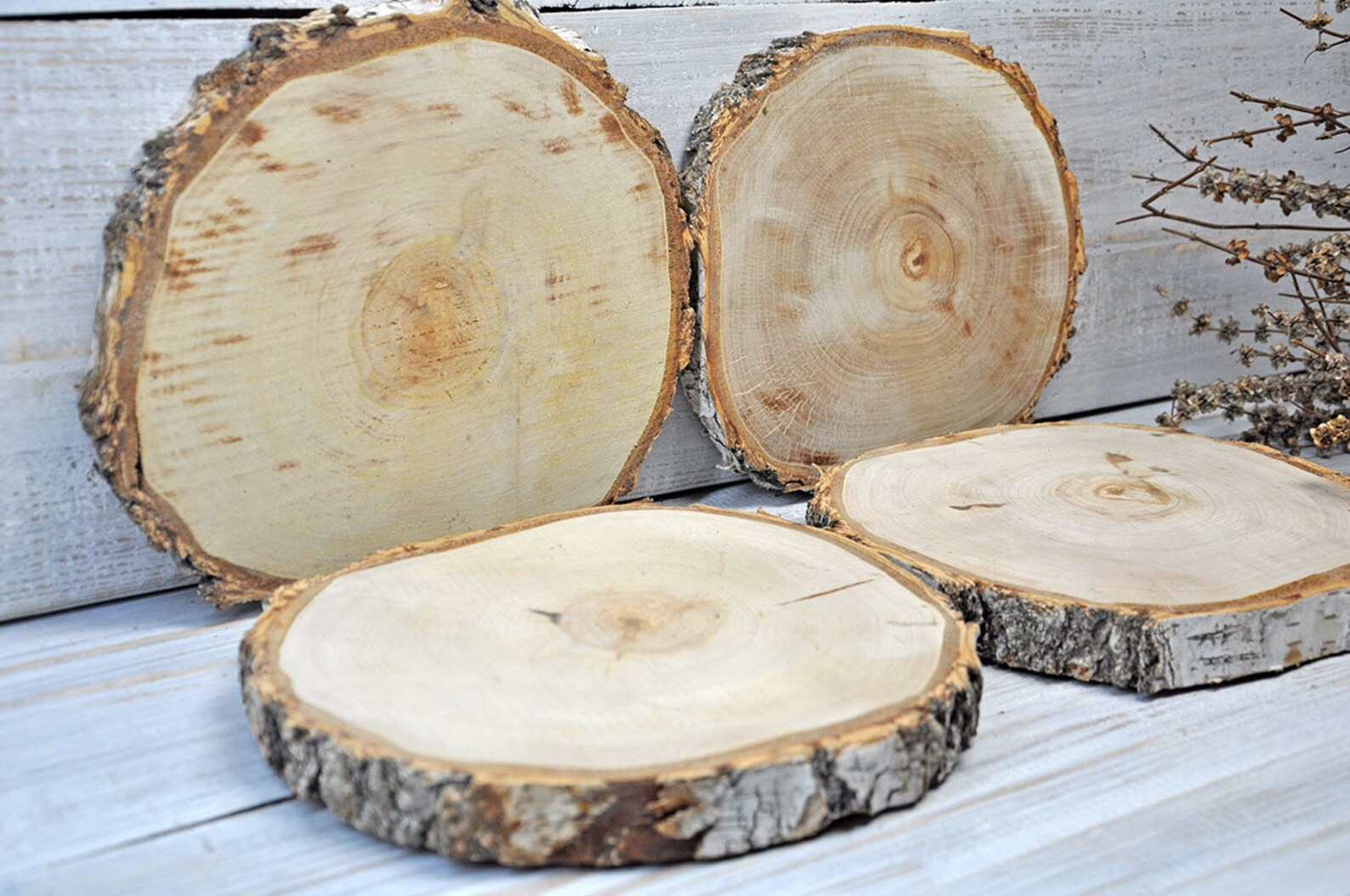 Set of 4 Birch Slices 9'' Wood Slices Wood Centerpiece - Etsy