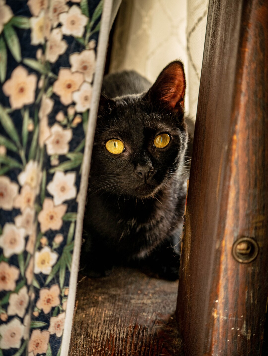 Black Cat Window Photo Print - Etsy
