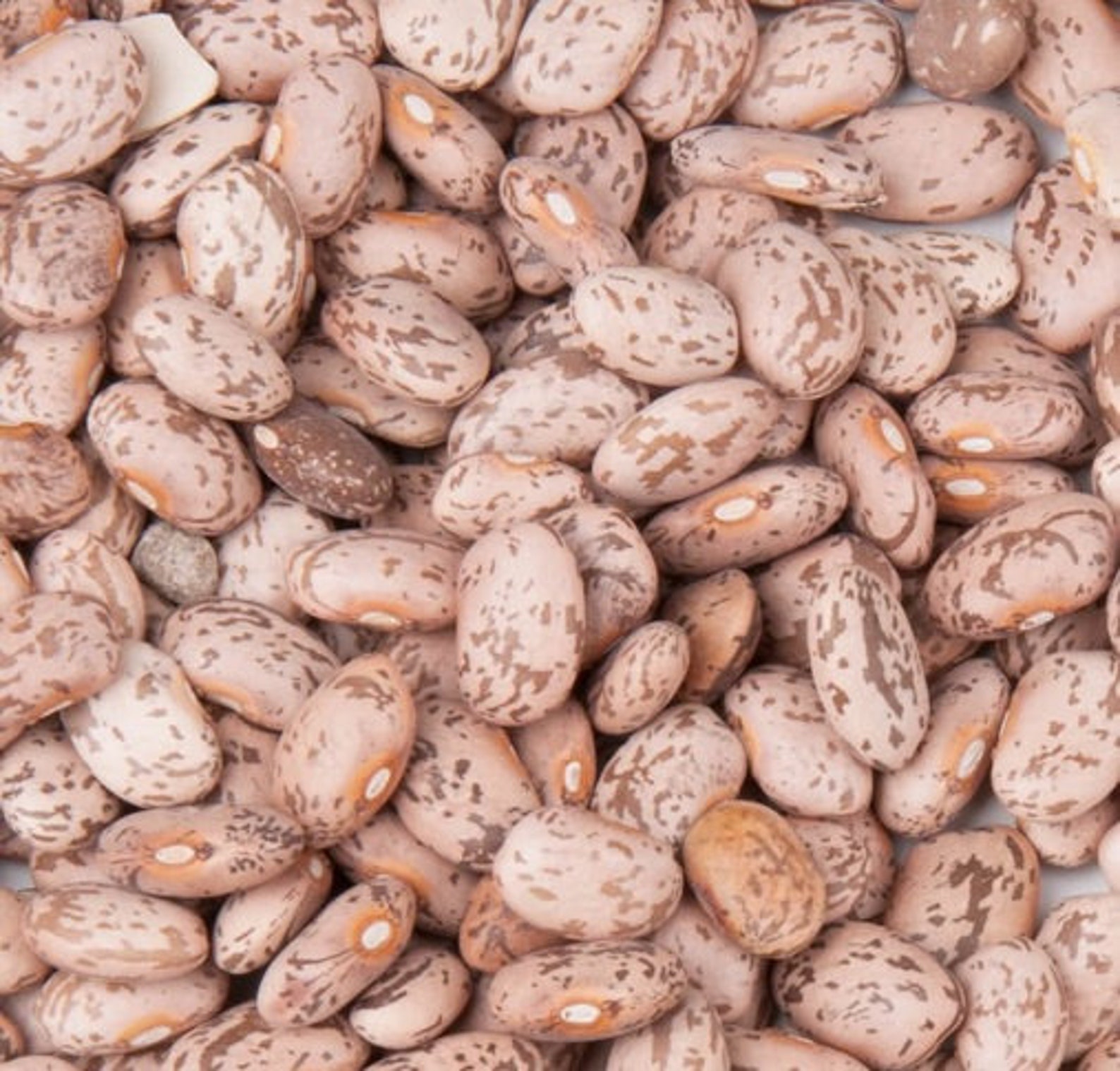 Pinto Beans Dry Bulk 10 Lbs Non-gmo Navajo Agricultural Products ...