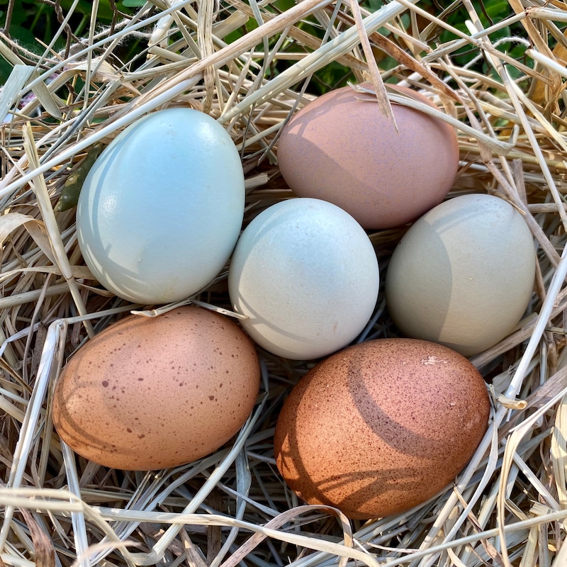 Hand Blown Eggs - Etsy