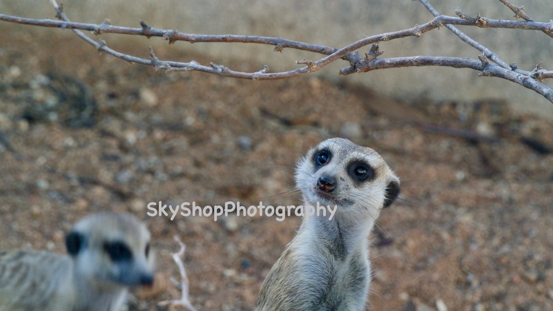 Meerkat Package - 3 Pictures - Etsy