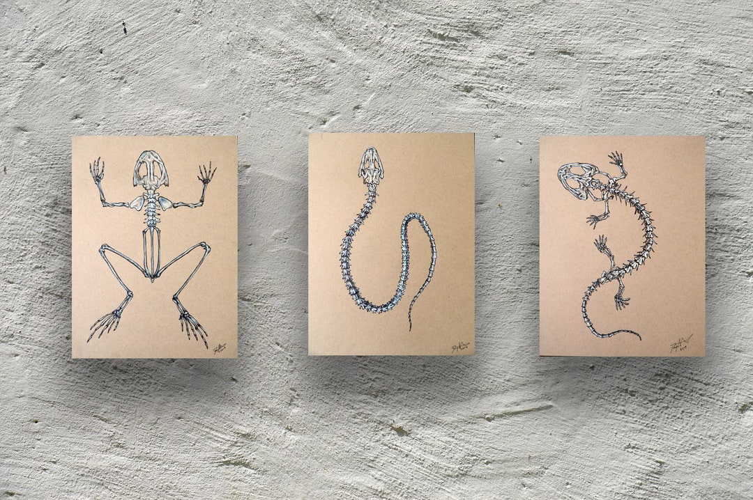 Amphibian Skeleton 3-pack - Etsy