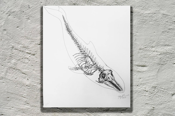 Harbor Porpoise Skeleton