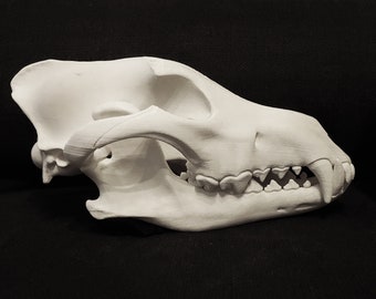 wolf skull front profile