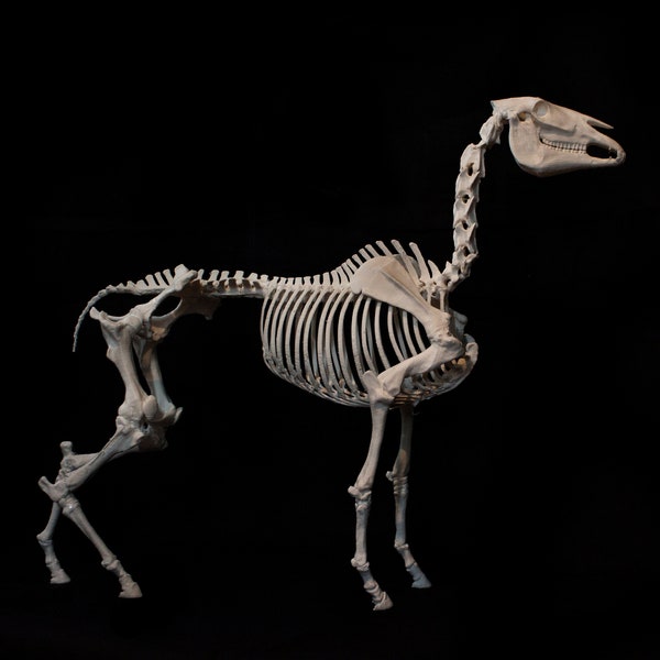 Life Size Plastic Skeleton - Etsy