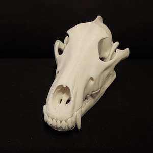 Realistic Gray Wolf Skull 3D Printed (cruelty Free Way of Getting a ...