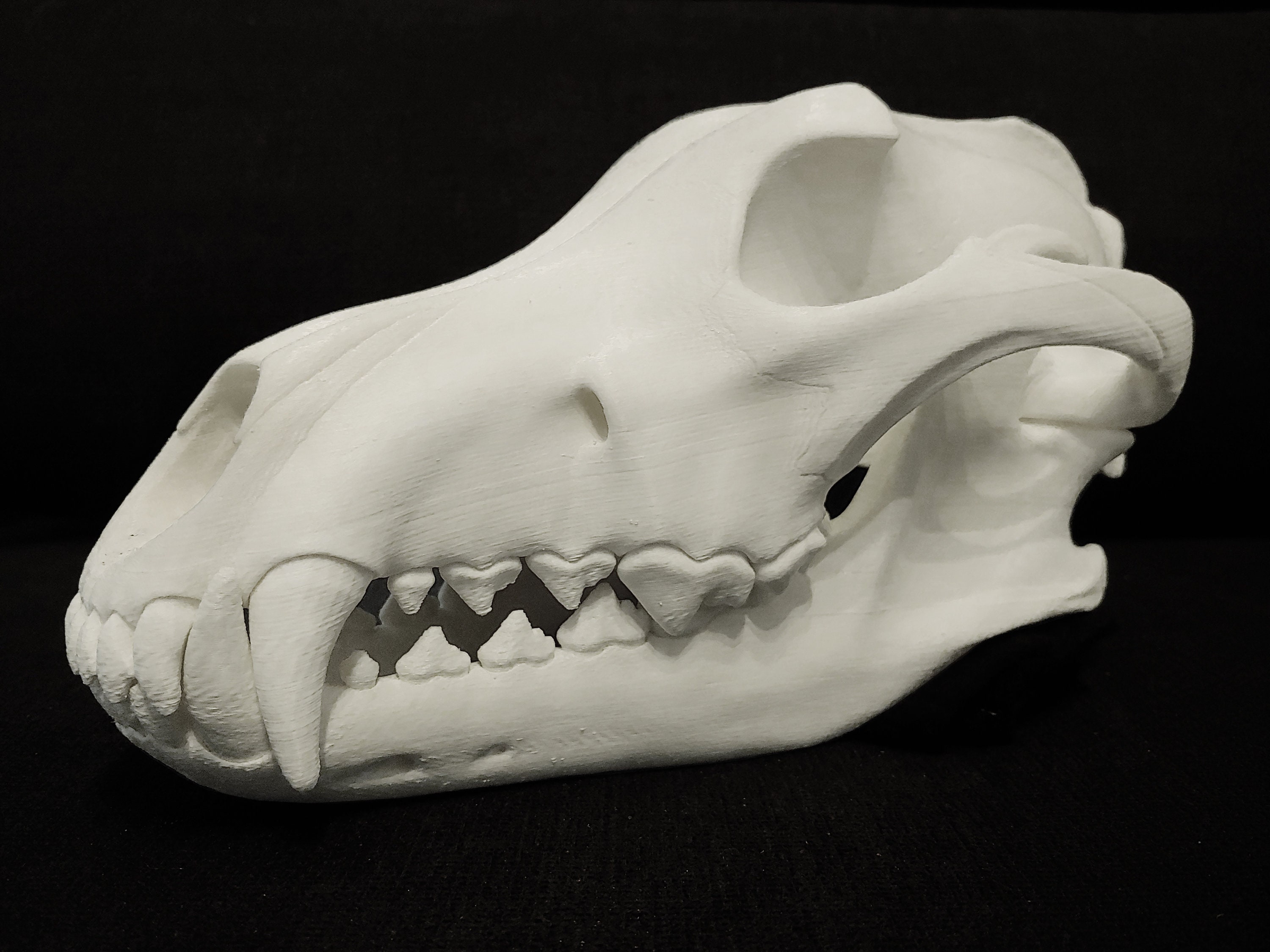 Realistic Gray Wolf Skull 3D Printed cruelty Free Way of - Etsy Australia